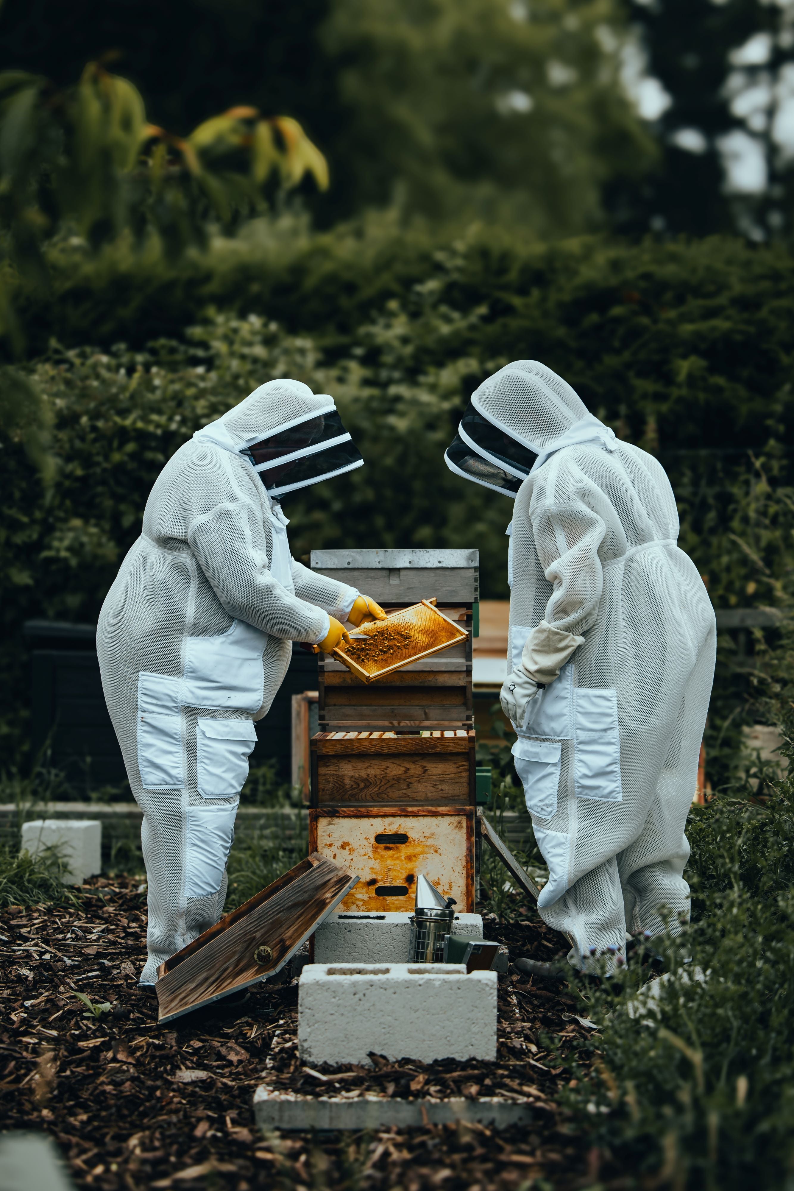 THE BEE TEAM – Birchden Vineyards