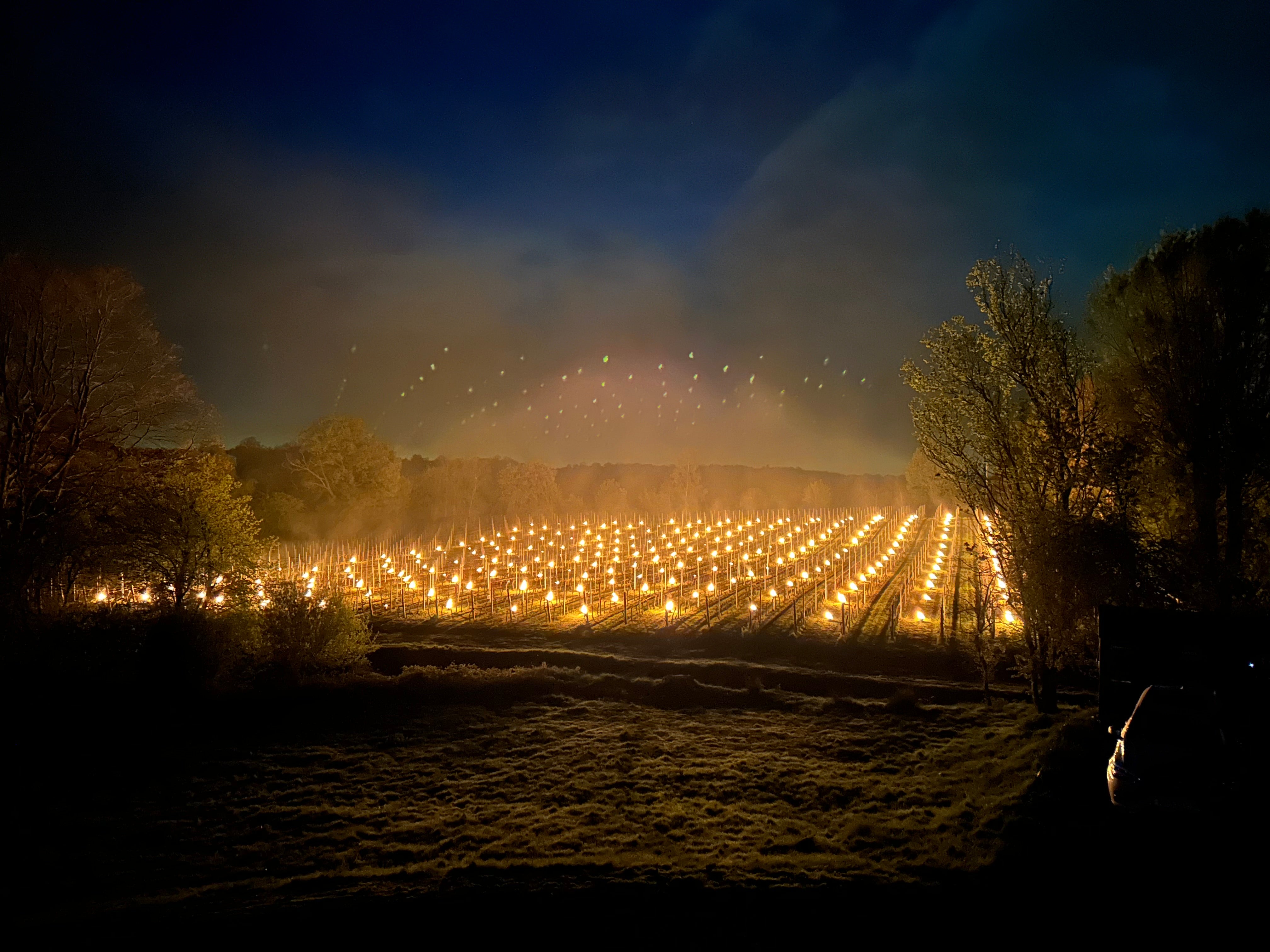 SPRING AT BIRCHDEN VINEYARDS – Birchden Vineyards