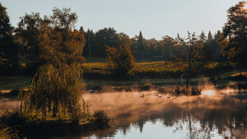Experiences – Birchden Vineyards